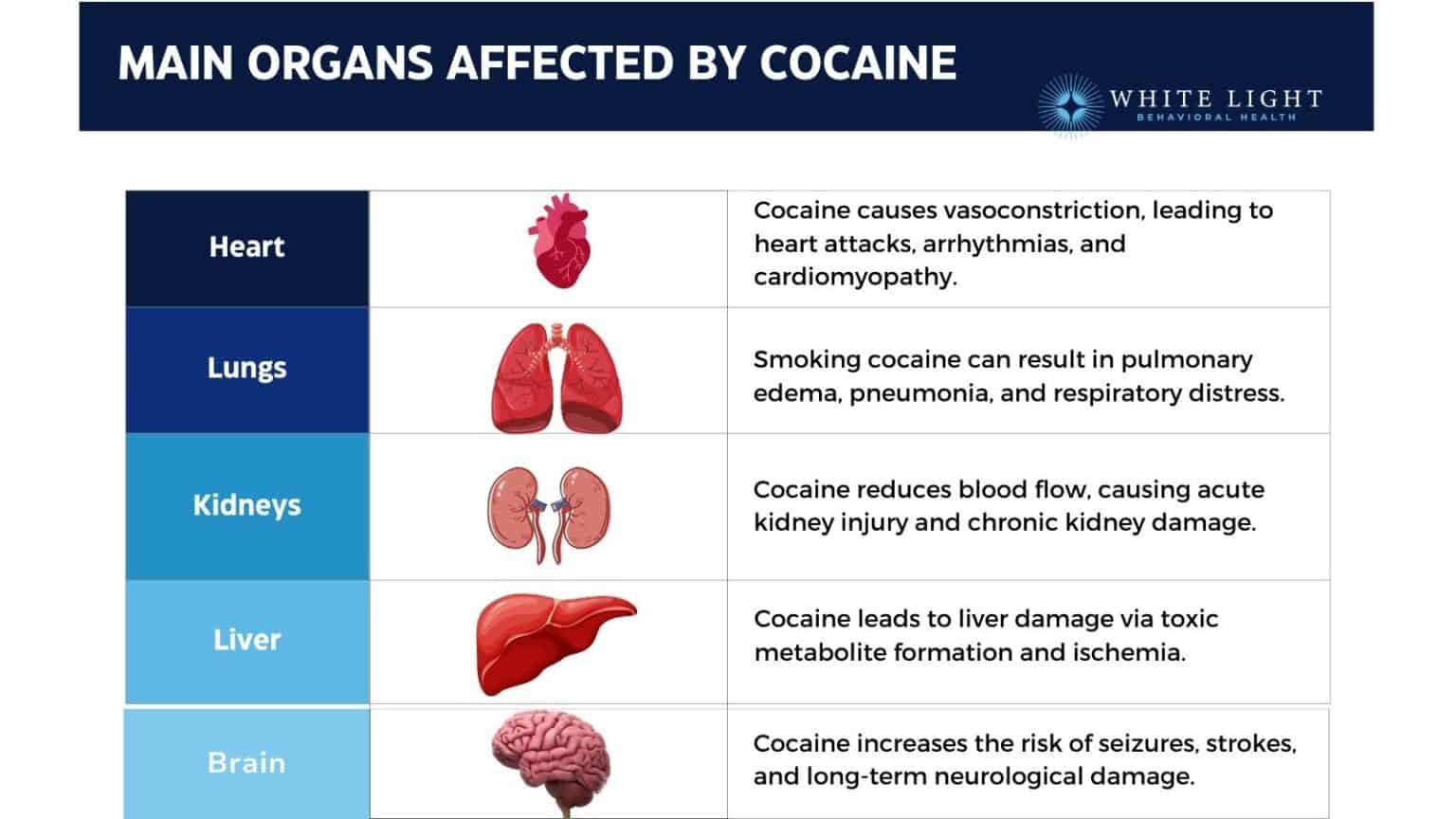 Cocaine's Effects On The Brain: Short, Intermediate, And Long-Term